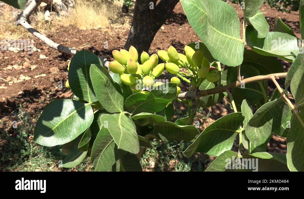 Maturing tree Stock Videos & Footage - HD and 4K Video Clips - Alamy