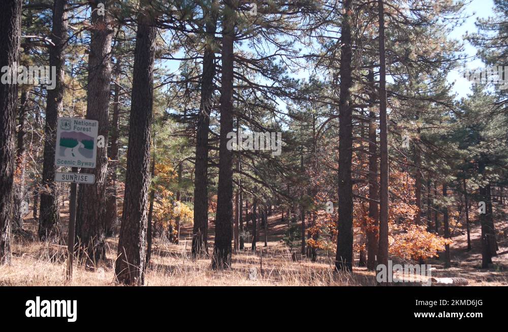 Scenic byway in national forest road sign. Coniferous pine trees, USA ...