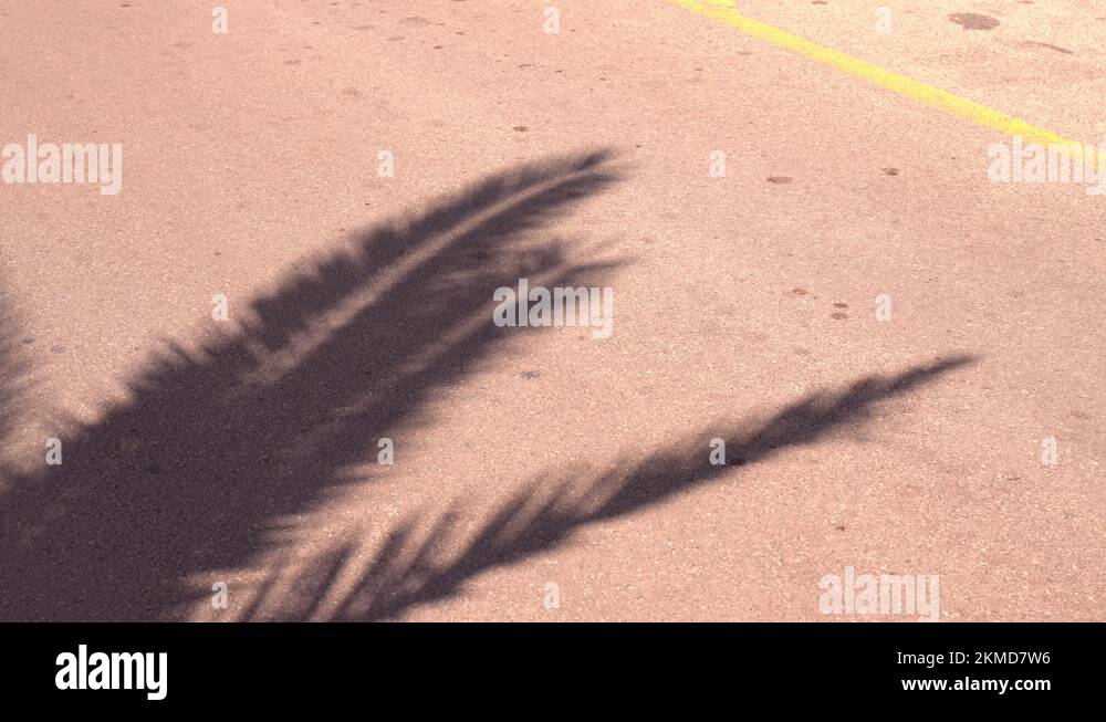 Palm tree shadow on detail Stock Videos & Footage - HD and 4K Video ...