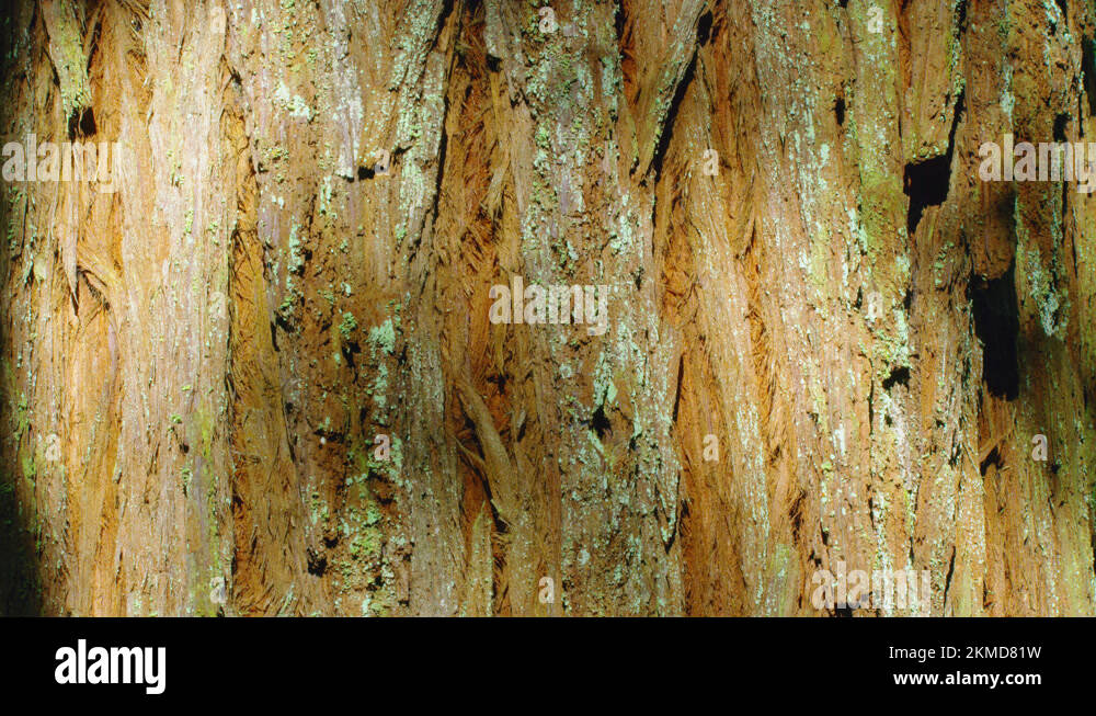 Redwood bark Stock Videos & Footage - HD and 4K Video Clips - Alamy