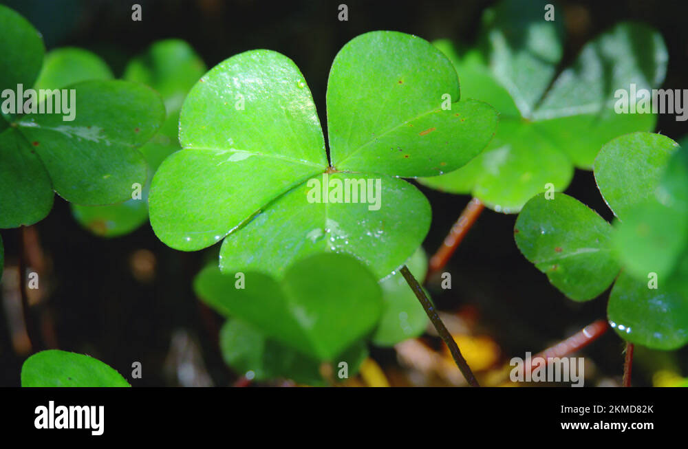 Cloverleaf usa Stock Videos & Footage - HD and 4K Video Clips - Alamy