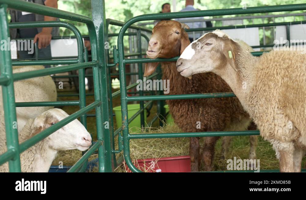 Breeds of sheep chewing cud in pens at National festival for sheep ...