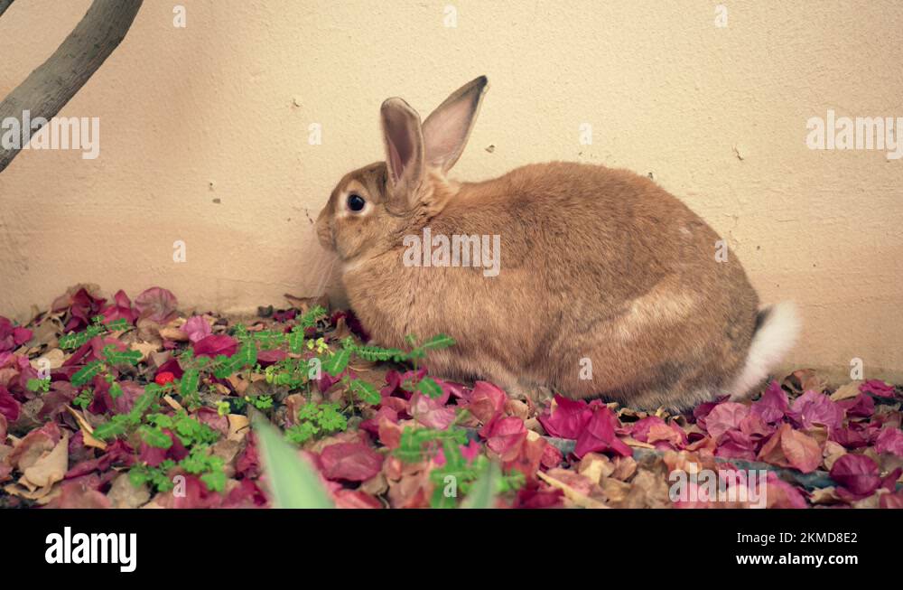 Cute white rabbits surrounded Stock Videos & Footage - HD and 4K Video ...