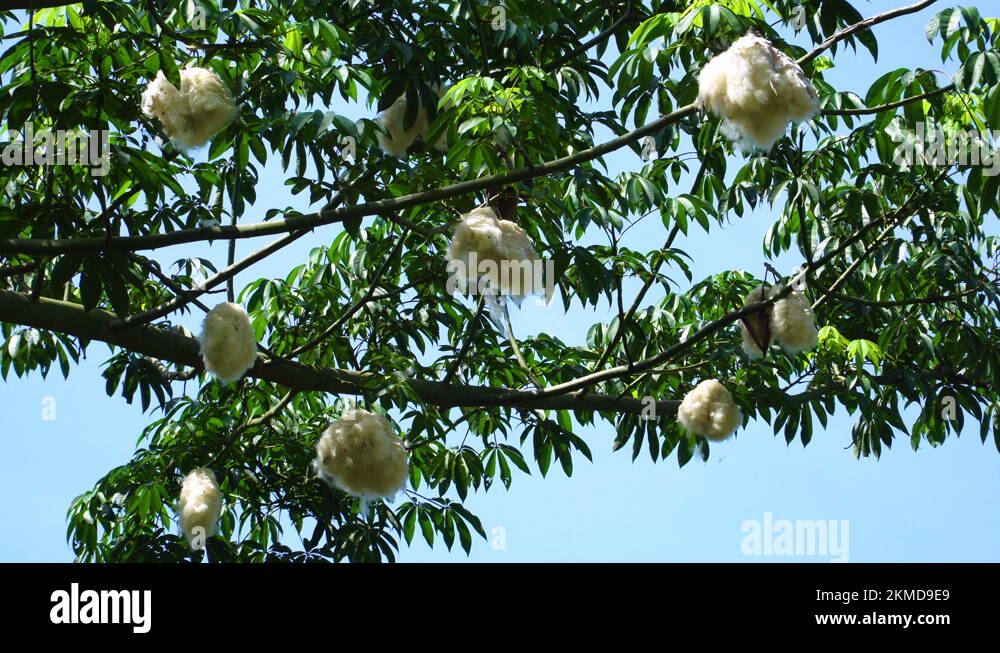 Seed of kapok tree Stock Videos & Footage - HD and 4K Video Clips - Alamy