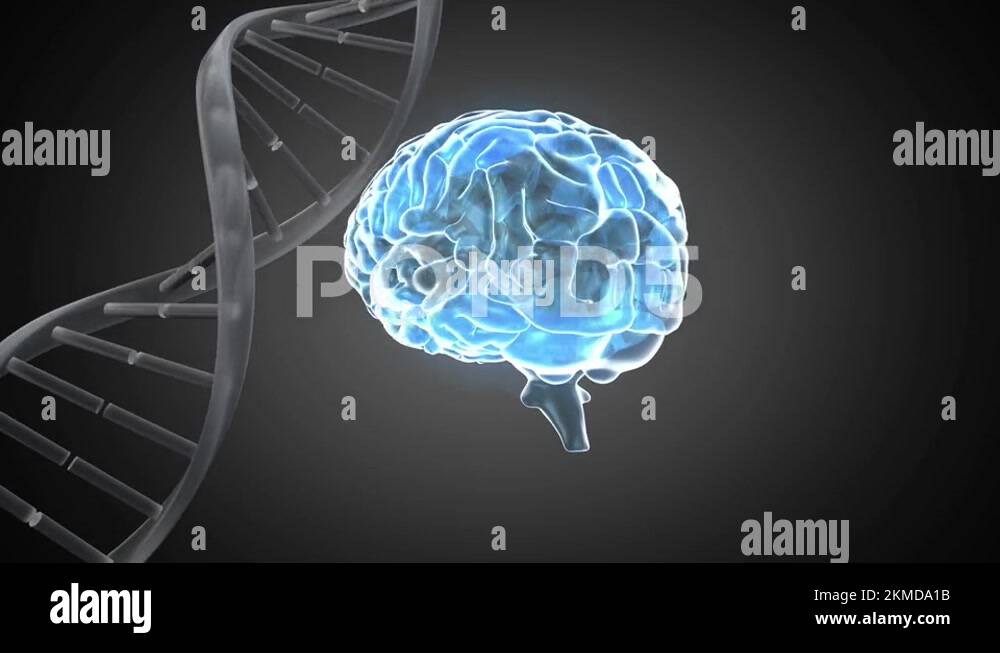 Digital animation of dna structure and human brain spinning against ...