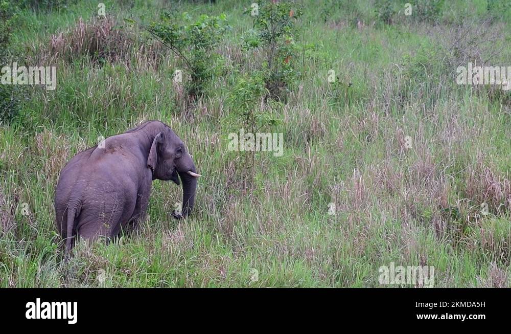 Indian Elephant, Elephas maximus indicus, Thailand; facing to the right ...
