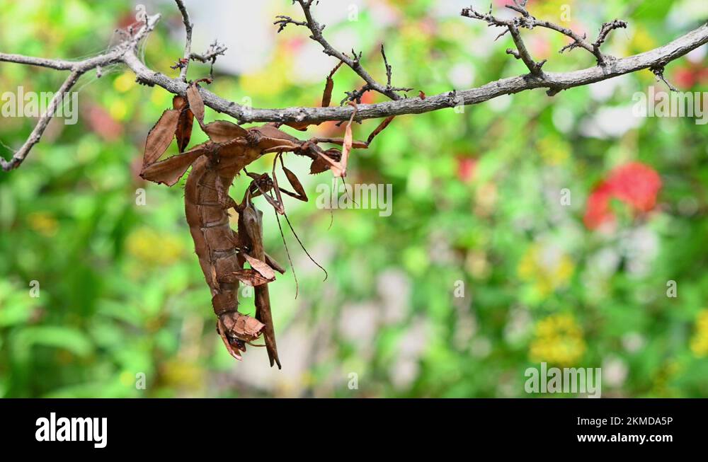 4K Close Up of Australian Giant Prickly Stick Insect Species Known as ...