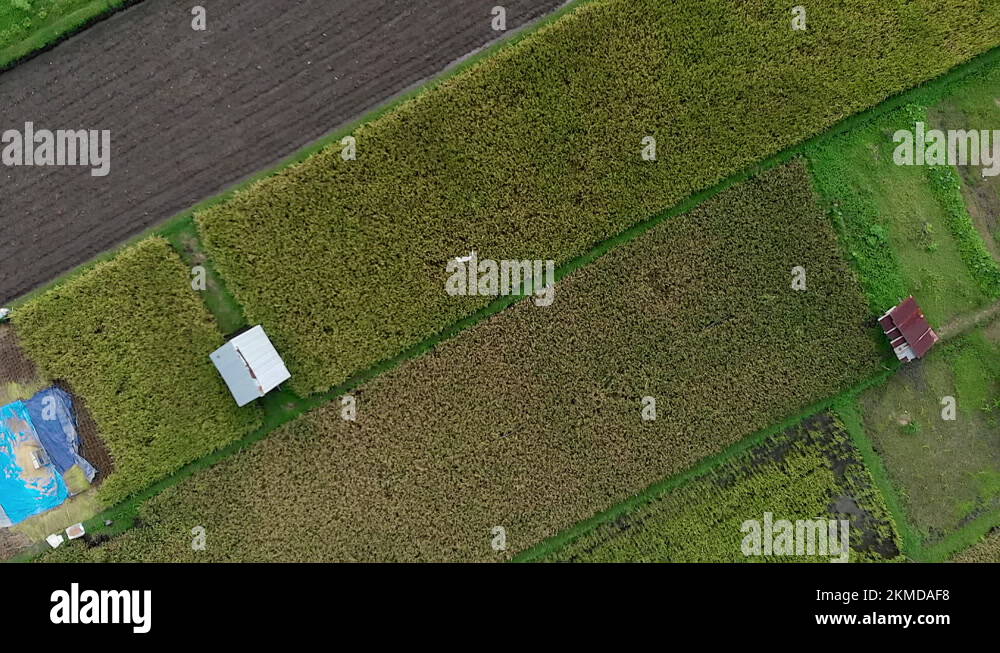 Diagonal top down landscape view of green rice farm field with walking ...