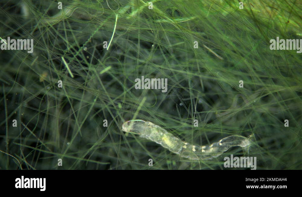 Midge predator Stock Videos & Footage - HD and 4K Video Clips - Alamy