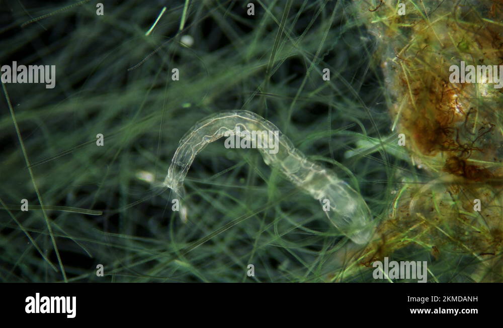 insecta Midge Larva Chironomidae under the microscope, order Diptera ...