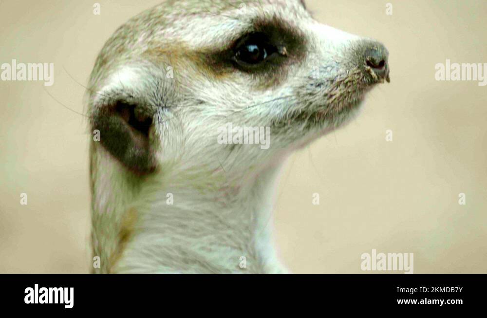 Meerkat face Stock Videos & Footage - HD and 4K Video Clips - Alamy