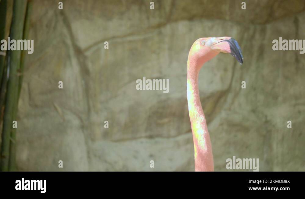 Flamingo neck curve Stock Videos & Footage - HD and 4K Video Clips - Alamy