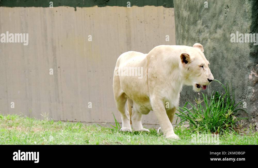 Very old lion zoo Stock Videos & Footage - HD and 4K Video Clips - Alamy