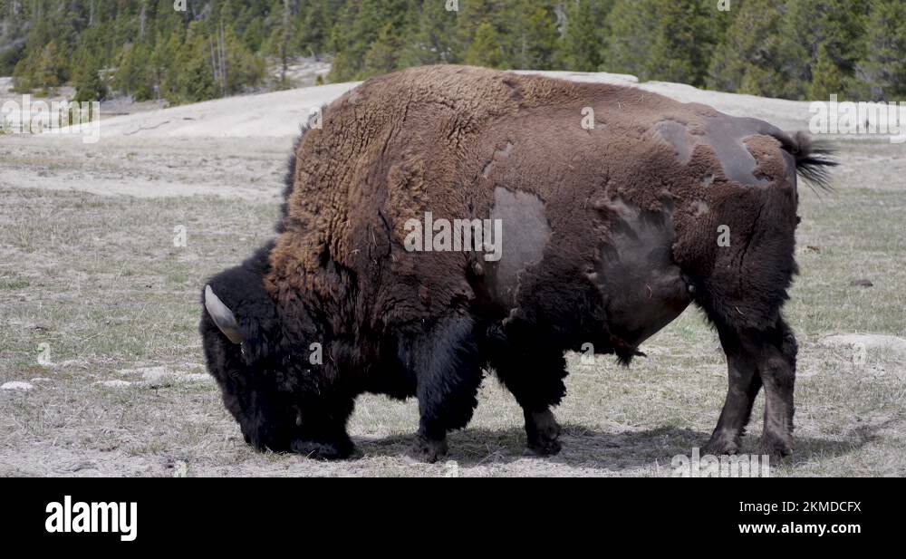 Faithful animals Stock Videos & Footage - HD and 4K Video Clips - Alamy