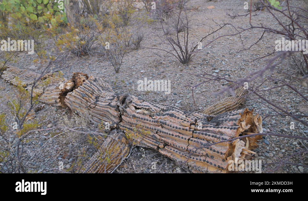 Ground arizona Stock Videos & Footage - HD and 4K Video Clips - Alamy
