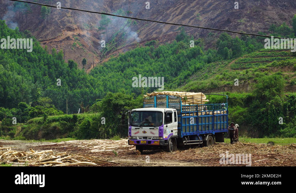 Timber deforestation Stock Videos & Footage - HD and 4K Video Clips - Alamy