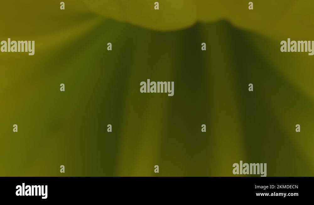 Macro from down flower Stock Videos & Footage - HD and 4K Video Clips ...