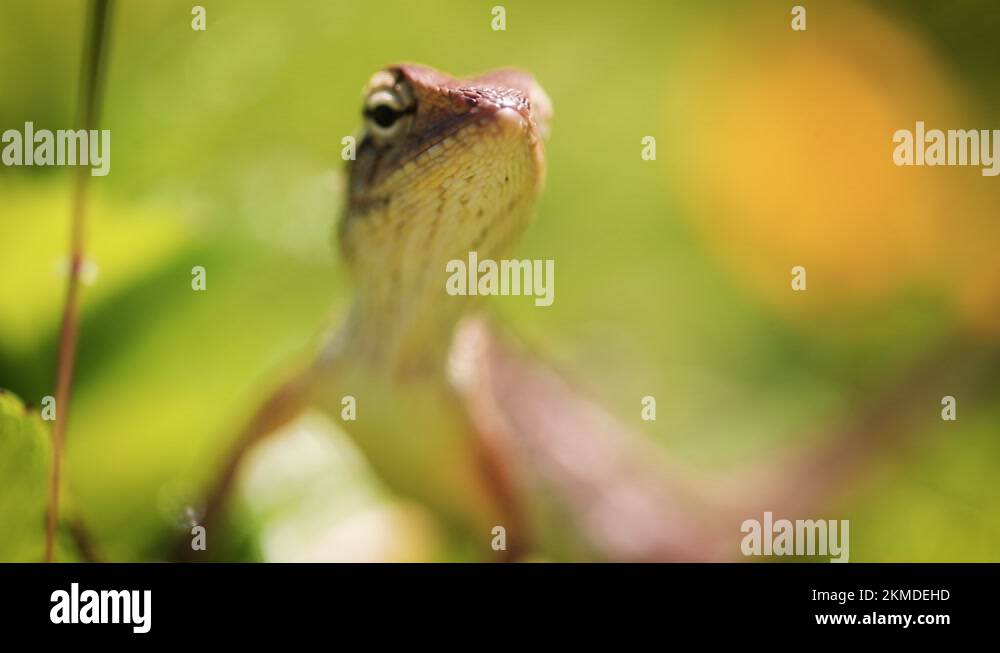 Predator and prey lizard Stock Videos & Footage - HD and 4K Video Clips ...