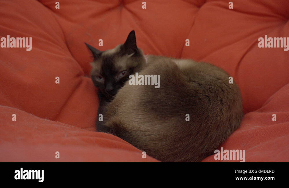 Curled up cats Stock Videos & Footage - HD and 4K Video Clips - Alamy