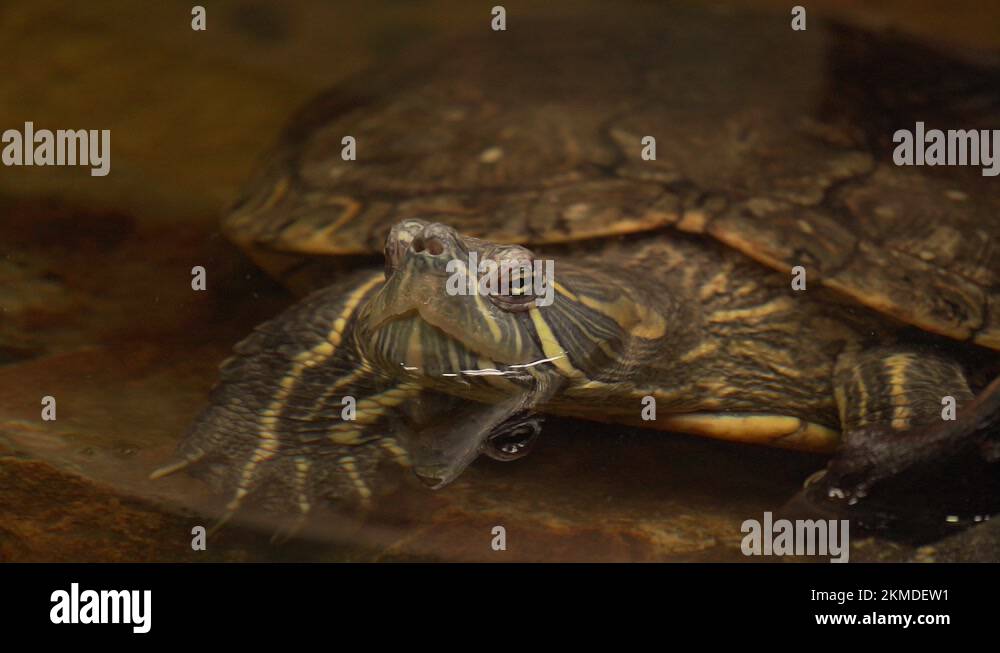4k turtle with head above water surface breathing fresh air. closeup ...