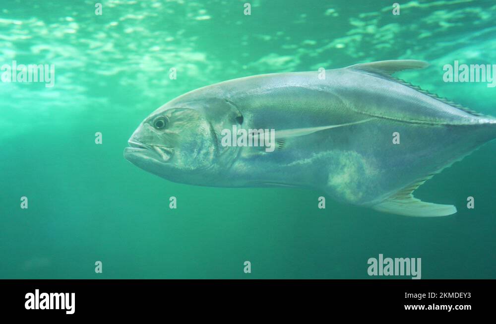 4k close view of a big Crevalle jack fish (Caranx hippos), swimming in ...
