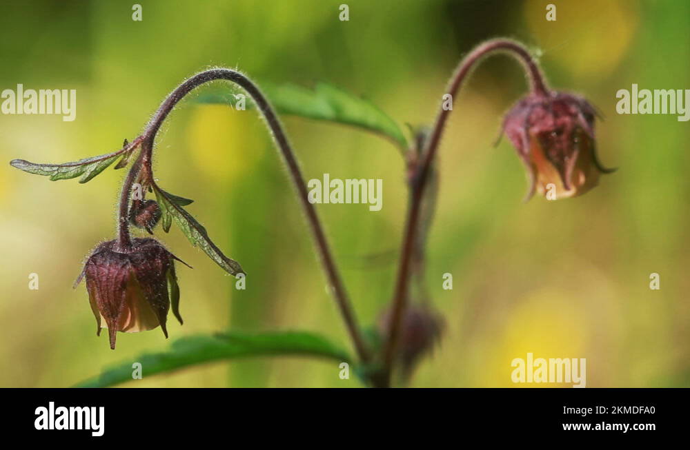 Curved flower stem Stock Videos & Footage - HD and 4K Video Clips - Alamy