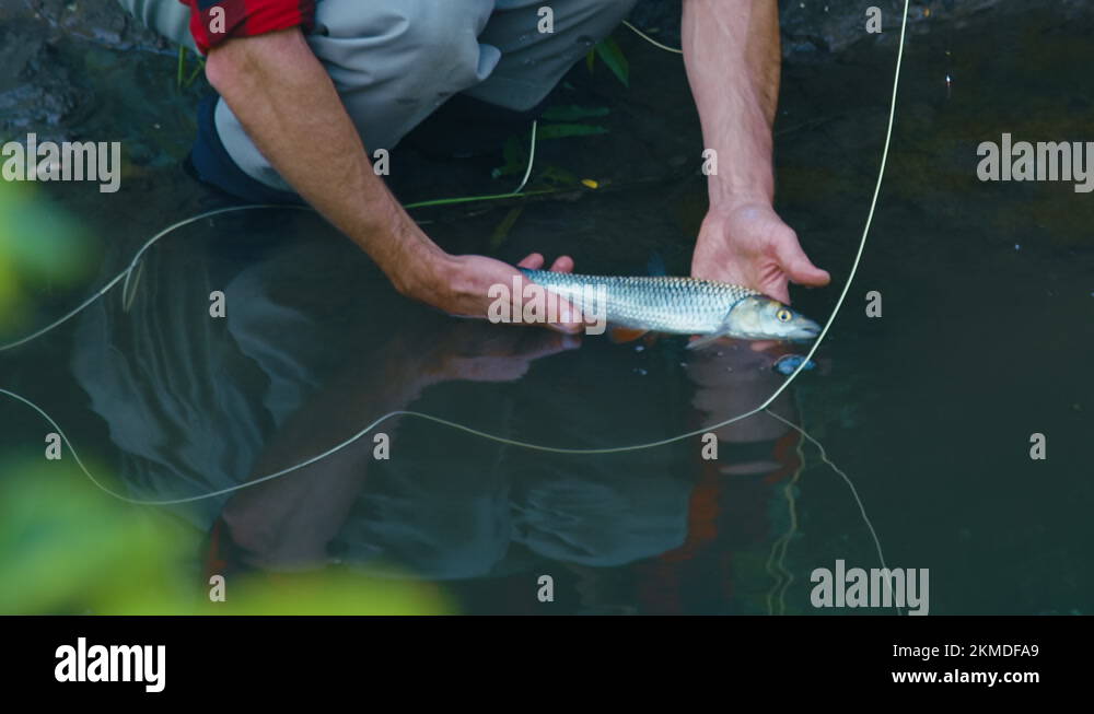 Fly fishing, fish release. Angler releases the Chub fish Squalius ...