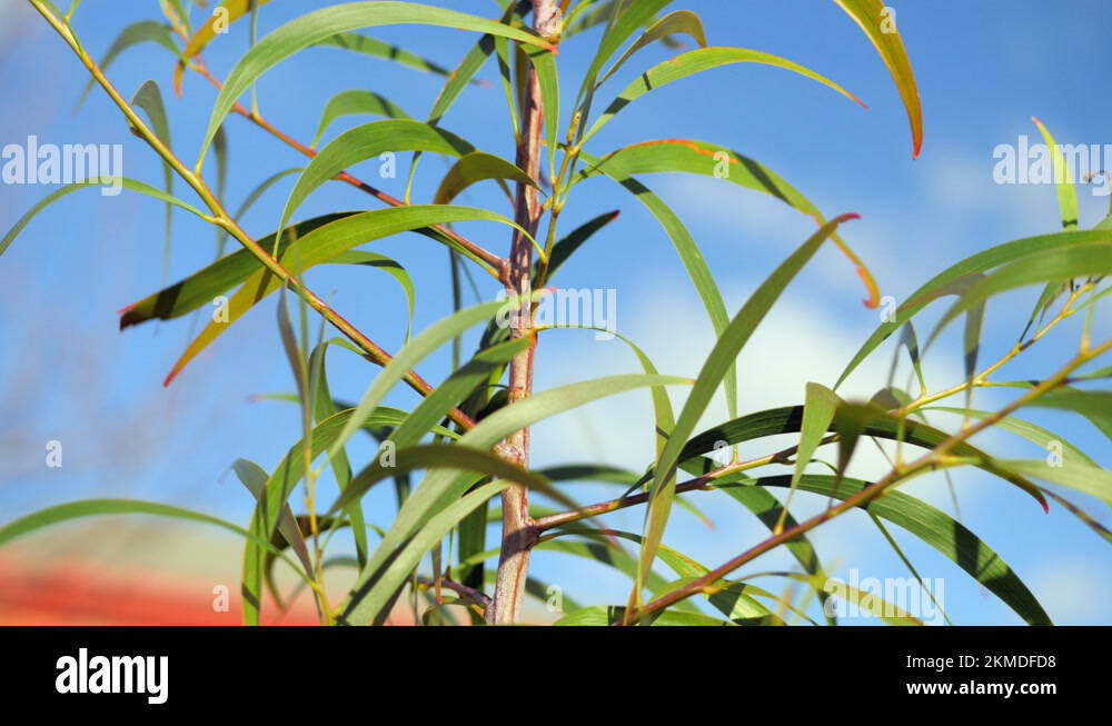 Young hickory tree Stock Videos & Footage - HD and 4K Video Clips - Alamy