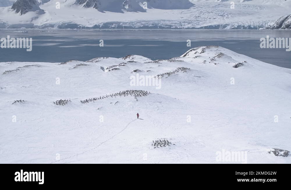Penguin landscape Stock Videos & Footage - HD and 4K Video Clips - Alamy