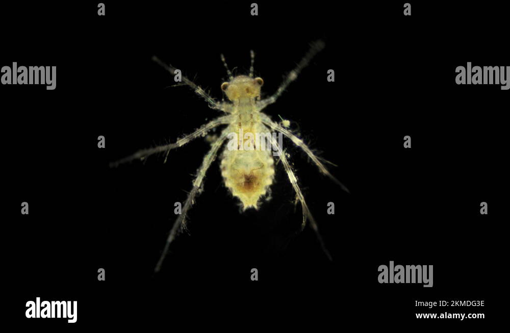 Odonata insecta fauna animal Stock Videos & Footage - HD and 4K Video ...