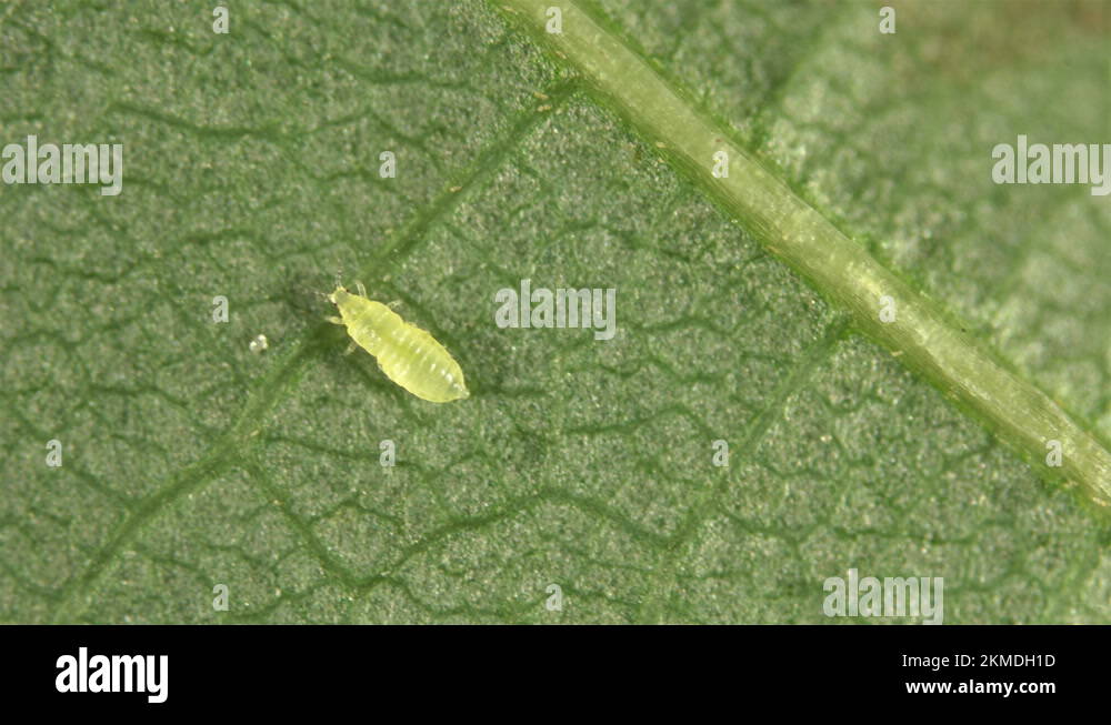 Insect entomology larva nymph Stock Videos & Footage - HD and 4K Video ...