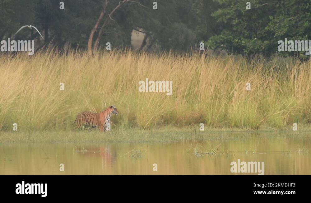Bengal tiger wild tigress tiger Stock Videos & Footage - HD and 4K ...