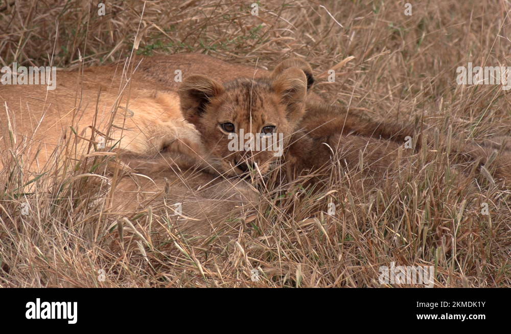 Sad lion cub Stock Videos & Footage - HD and 4K Video Clips - Alamy