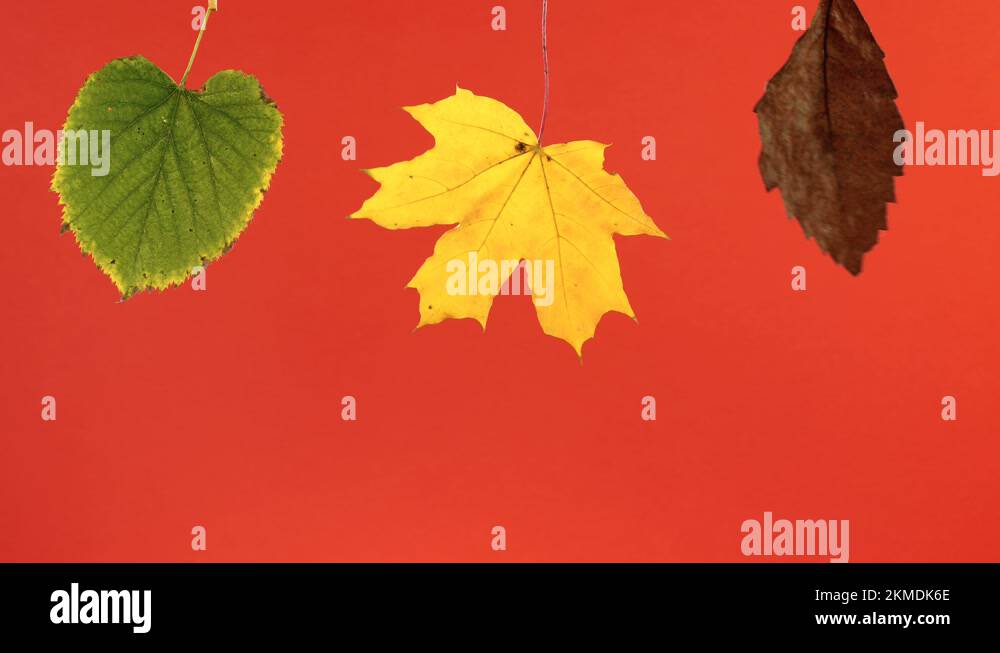 Three leaves design Stock Videos & Footage - HD and 4K Video Clips - Alamy
