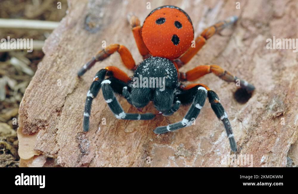 Angry red ladybird spider Eresus moravicus threatening Stock Video ...