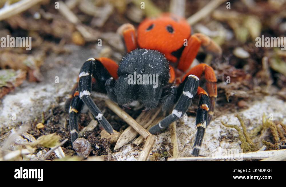 Angry invertebrate Stock Videos & Footage - HD and 4K Video Clips - Alamy