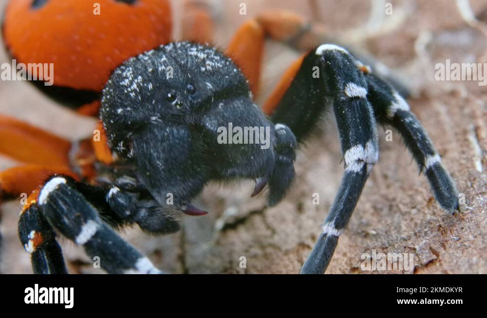 Angry red ladybird spider Eresus moravicus threatening Stock Video ...