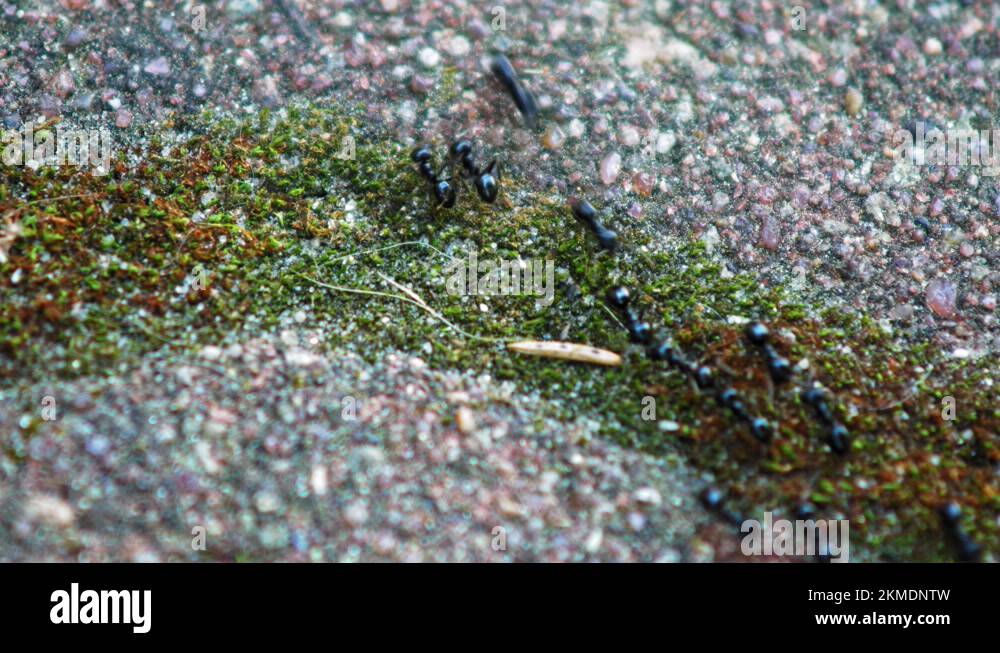 Marching ants isolated Stock Videos & Footage - HD and 4K Video Clips ...