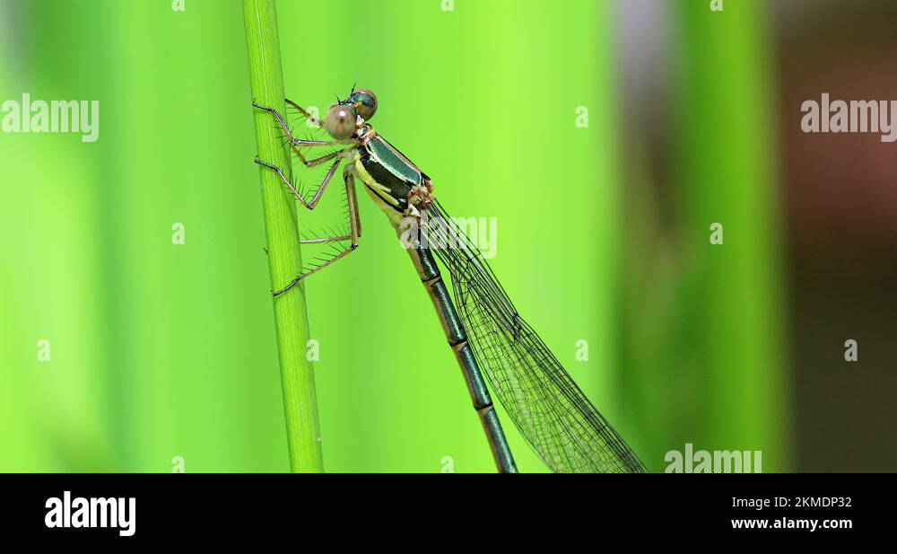 Side view dragonfly Stock Videos & Footage - HD and 4K Video Clips - Alamy