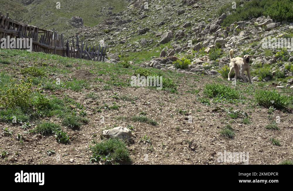 Barking kangal dog strains at the leash Stock Video Footage - Alamy