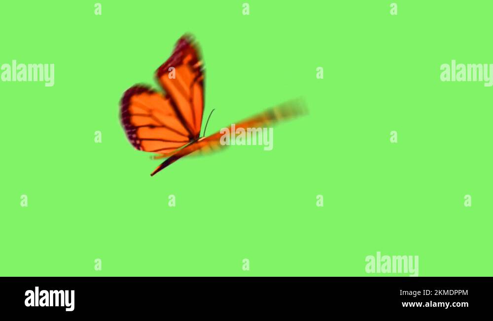 Flying green screen Stock Videos & Footage - HD and 4K Video Clips - Alamy