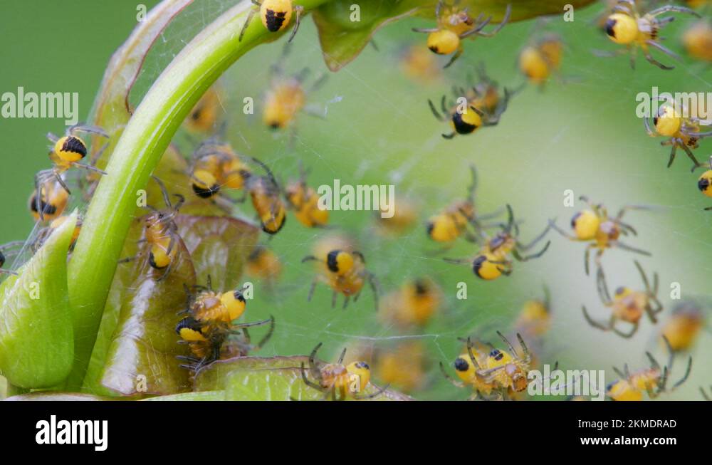 Young garden spiders in nest close up Stock Videos & Footage - HD and ...