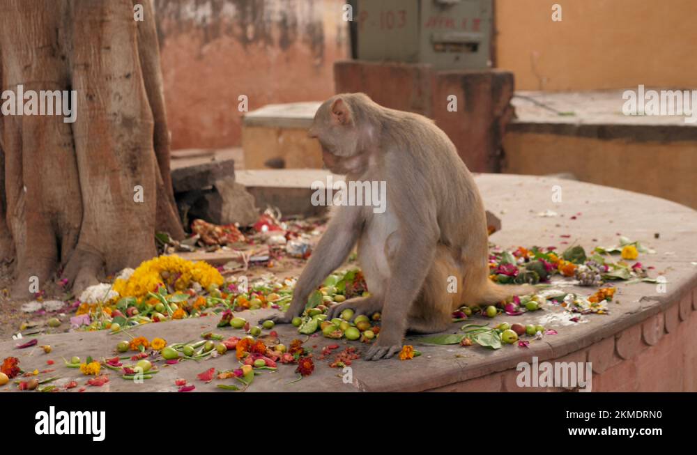Indian primate Stock Videos & Footage - HD and 4K Video Clips - Alamy