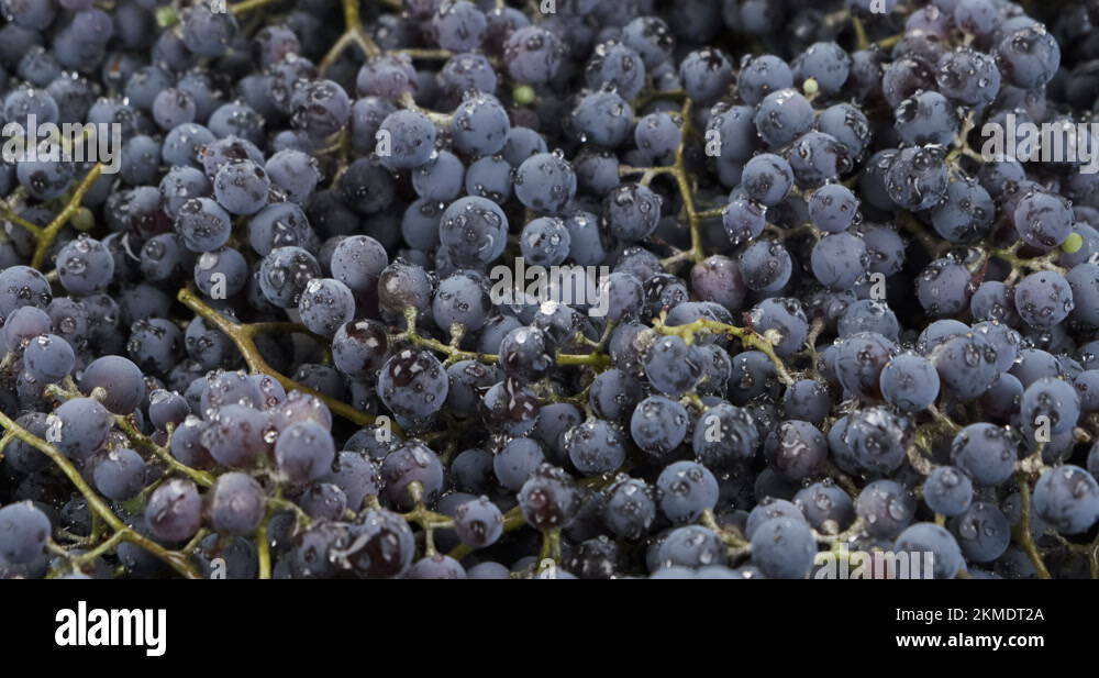 Vertical panorama of a heap of fresh grapes in drops of water Stock ...