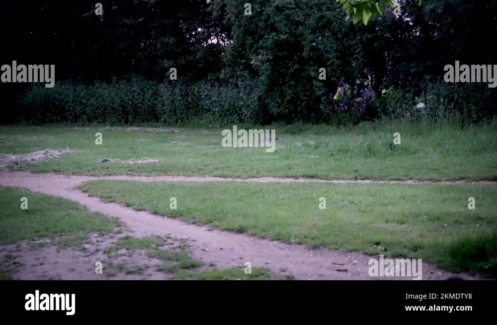 Hedge line Stock Videos & Footage - HD and 4K Video Clips - Alamy