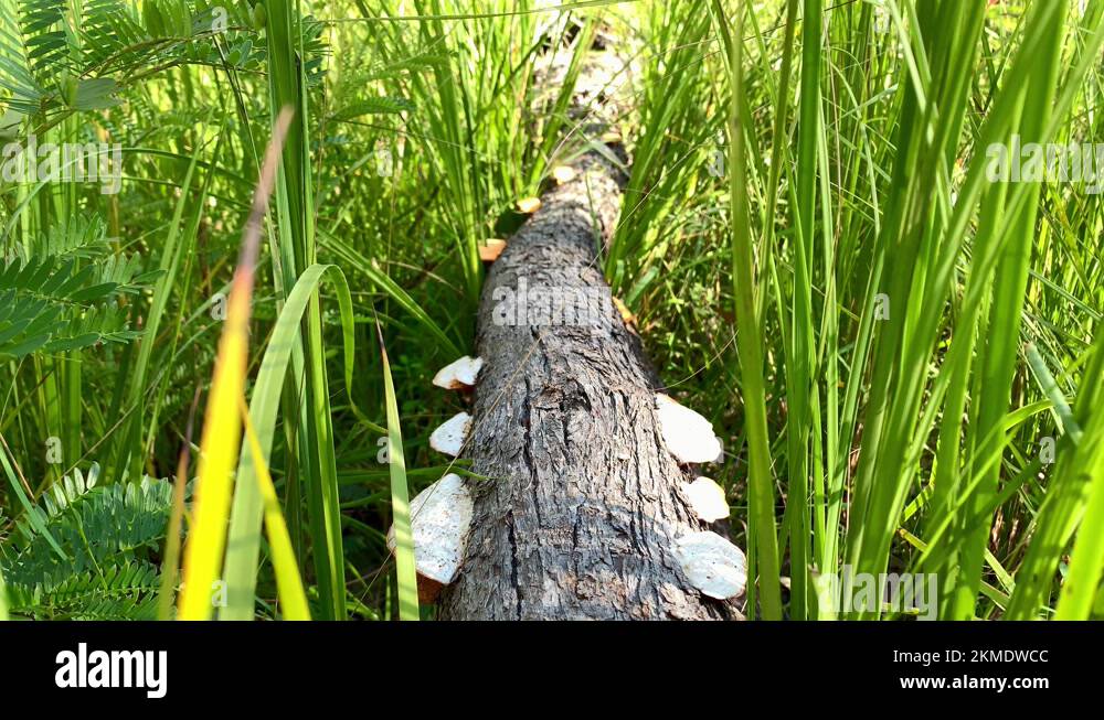 Mushrooms grow on fallen tree Stock Videos & Footage - HD and 4K Video ...