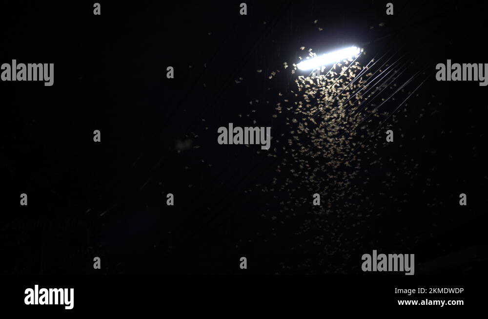 Moth after hatching Stock Videos & Footage - HD and 4K Video Clips - Alamy