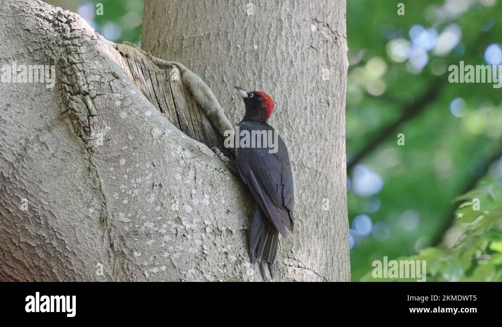Clinging to tree Stock Videos & Footage - HD and 4K Video Clips - Alamy