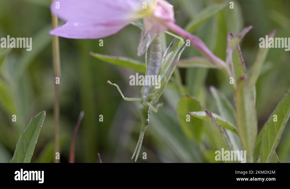 Green nymph Stock Videos & Footage - HD and 4K Video Clips - Alamy
