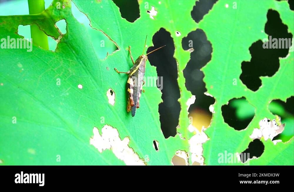 Grasshoppers eat lotus leaves, is a pest problem that makes farmers ...